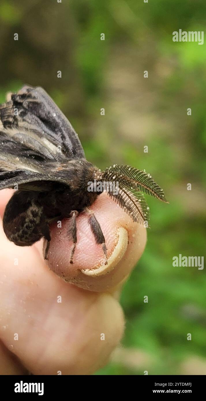 Promethea Silkmoth (Callosamia promethea Stock Photo - Alamy