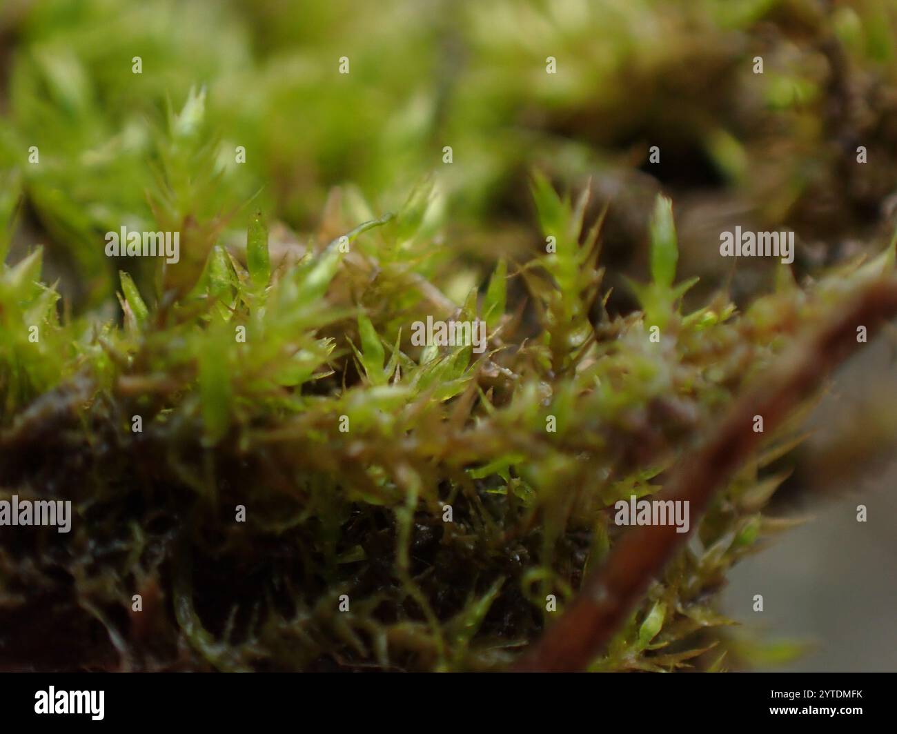 Fountain Feather-moss (Hygroamblystegium tenax Stock Photo - Alamy