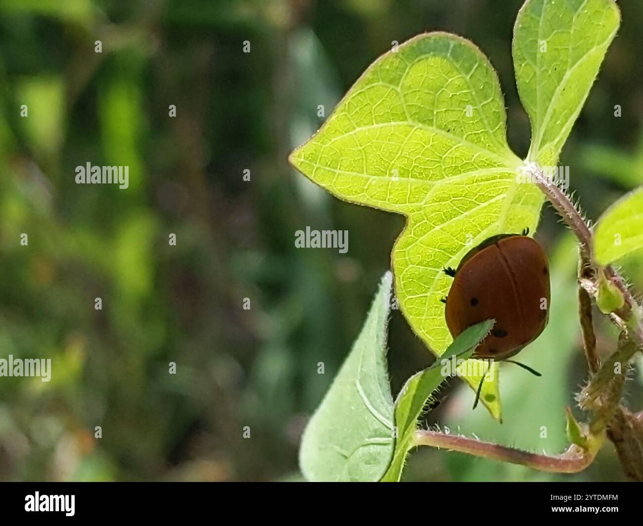 Argus Tortoise Beetle (Chelymorpha cassidea Stock Photo - Alamy