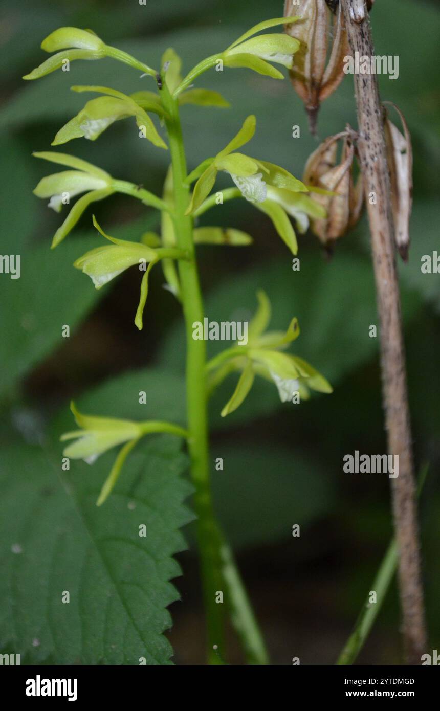 putty root (Aplectrum hyemale Stock Photo - Alamy