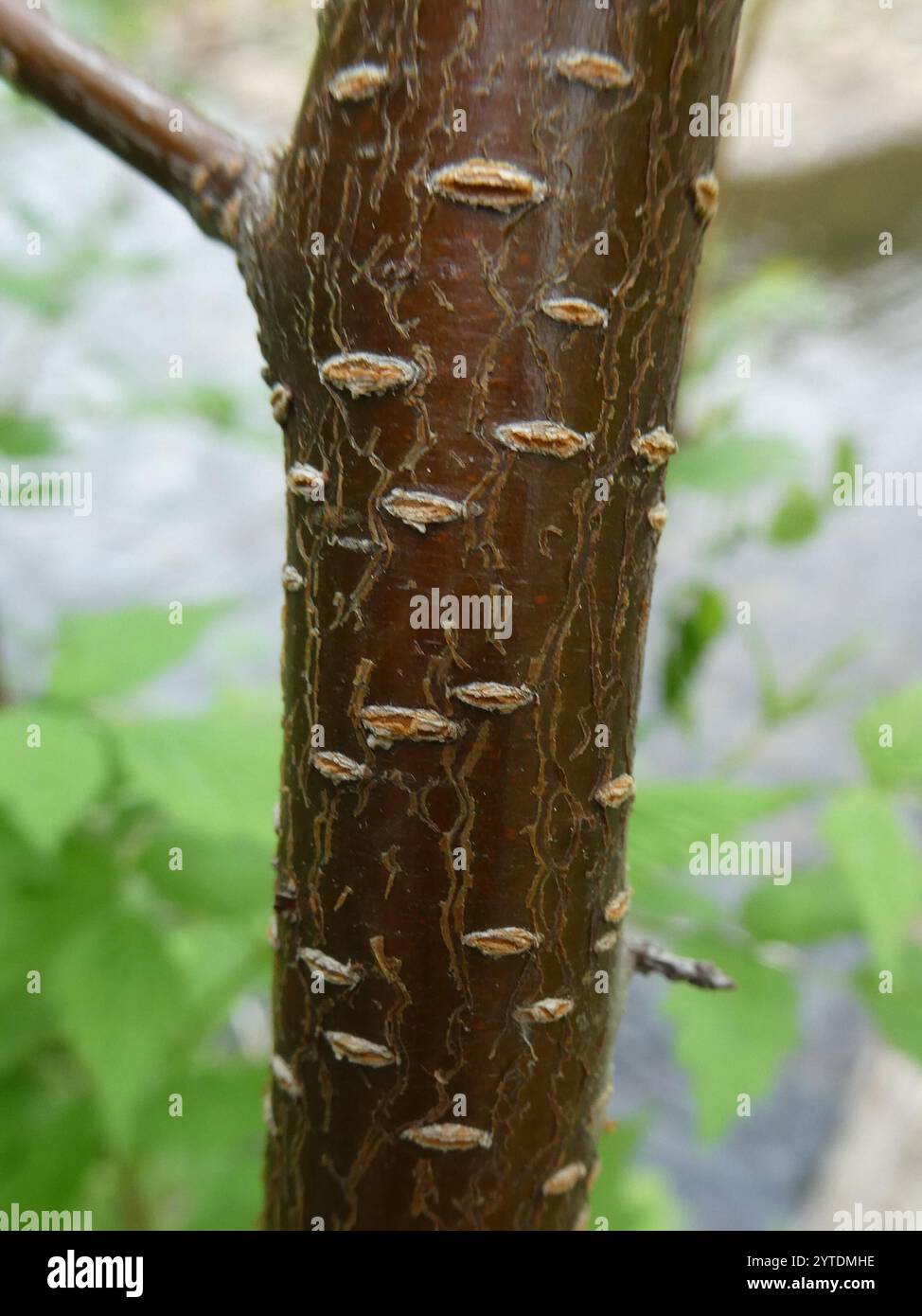 fire cherry (Prunus pensylvanica Stock Photo - Alamy