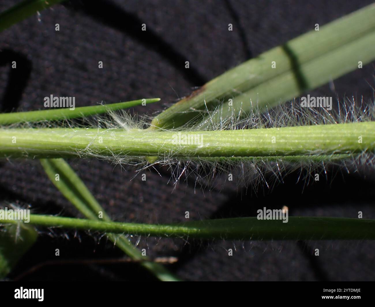 California oatgrass (Danthonia californica Stock Photo - Alamy