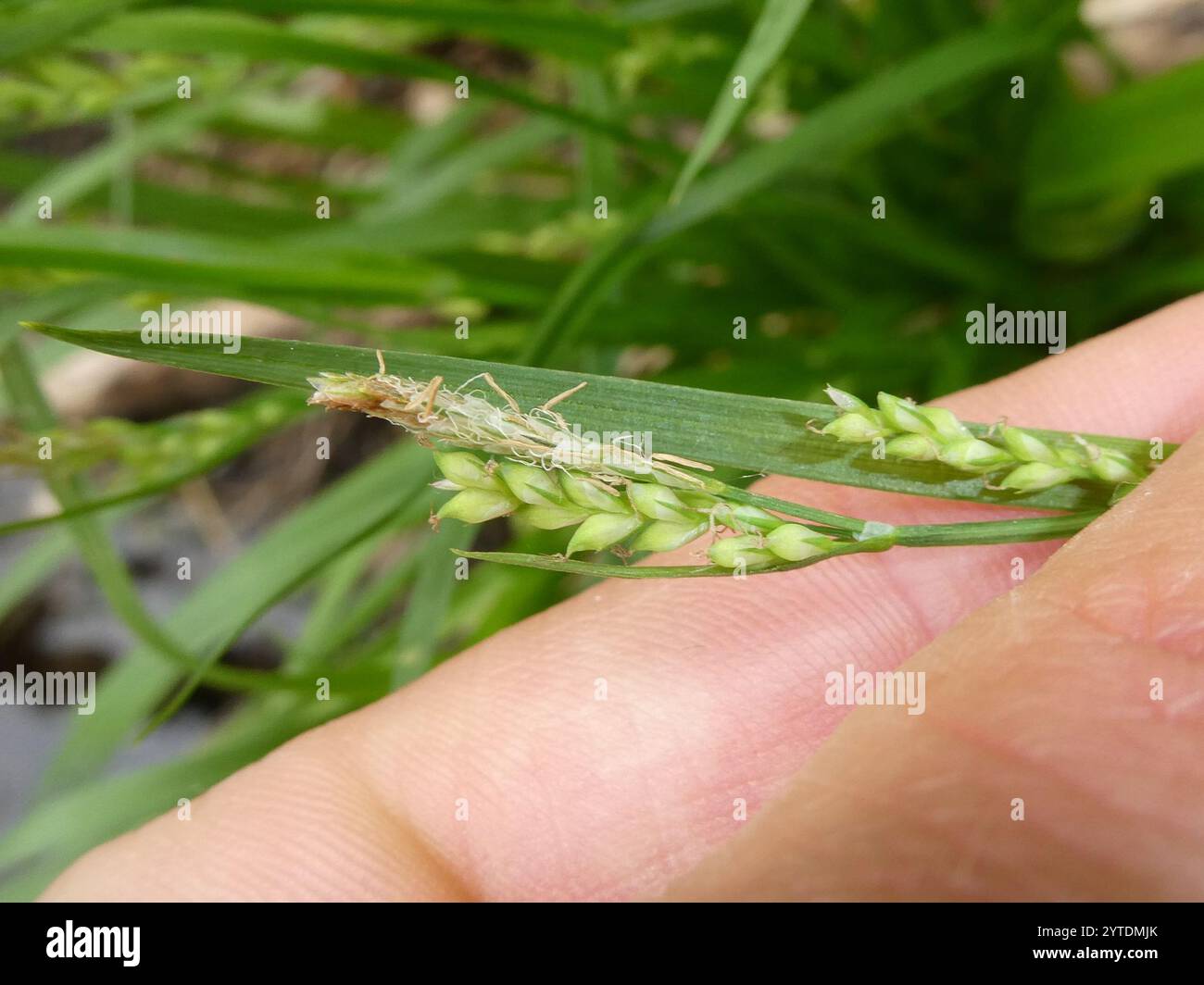 Carex sect. Paniceae (Paniceae Stock Photo - Alamy