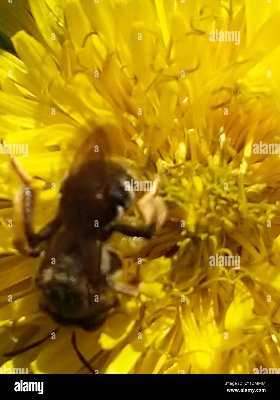 Mining Bees (Andrena Stock Photo - Alamy