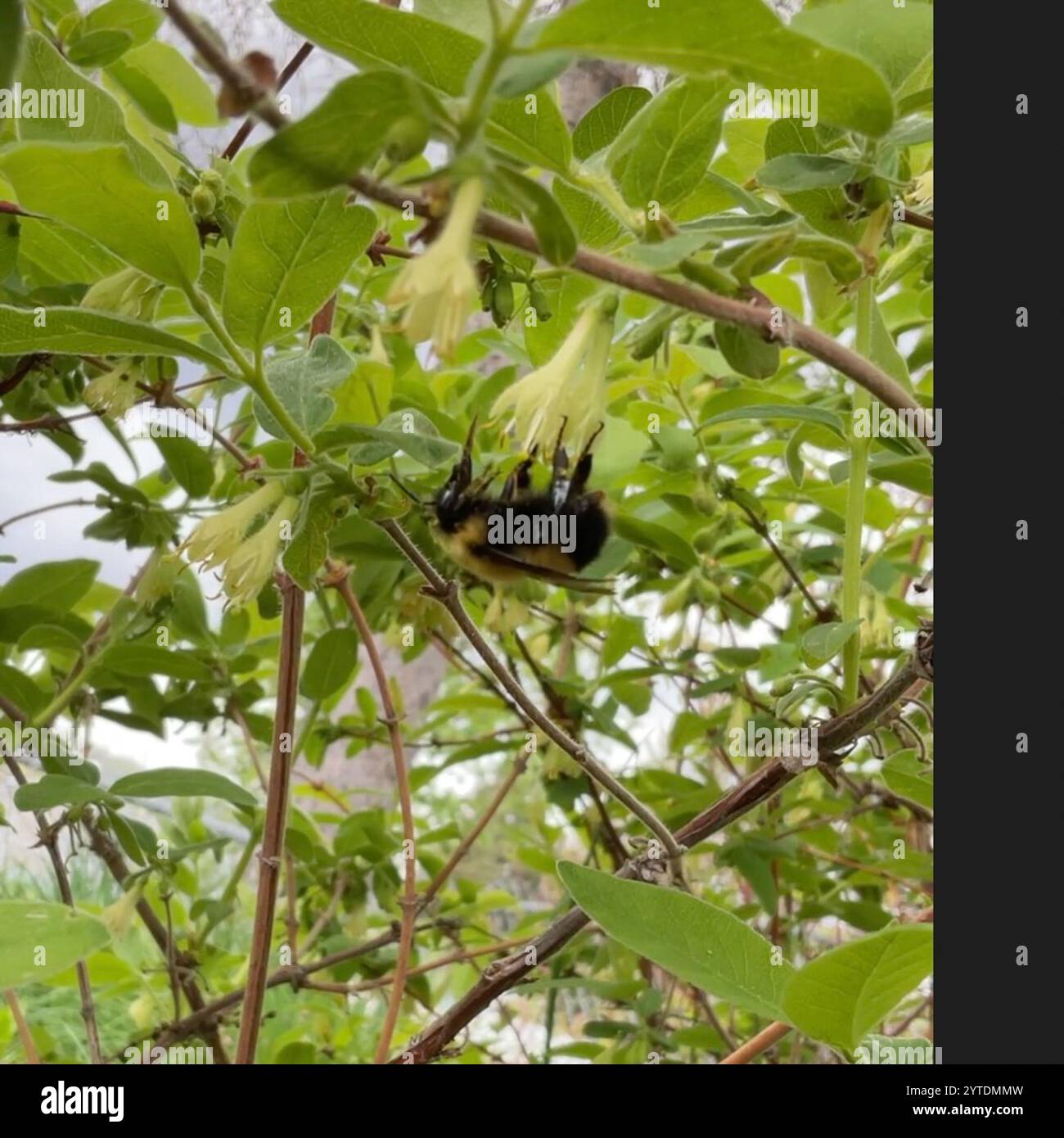Perplexing Bumble Bee (Bombus perplexus Stock Photo - Alamy