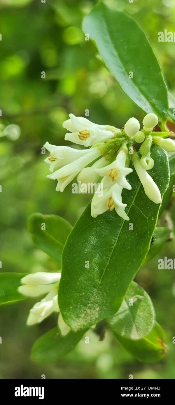 border privet (Ligustrum obtusifolium Stock Photo - Alamy