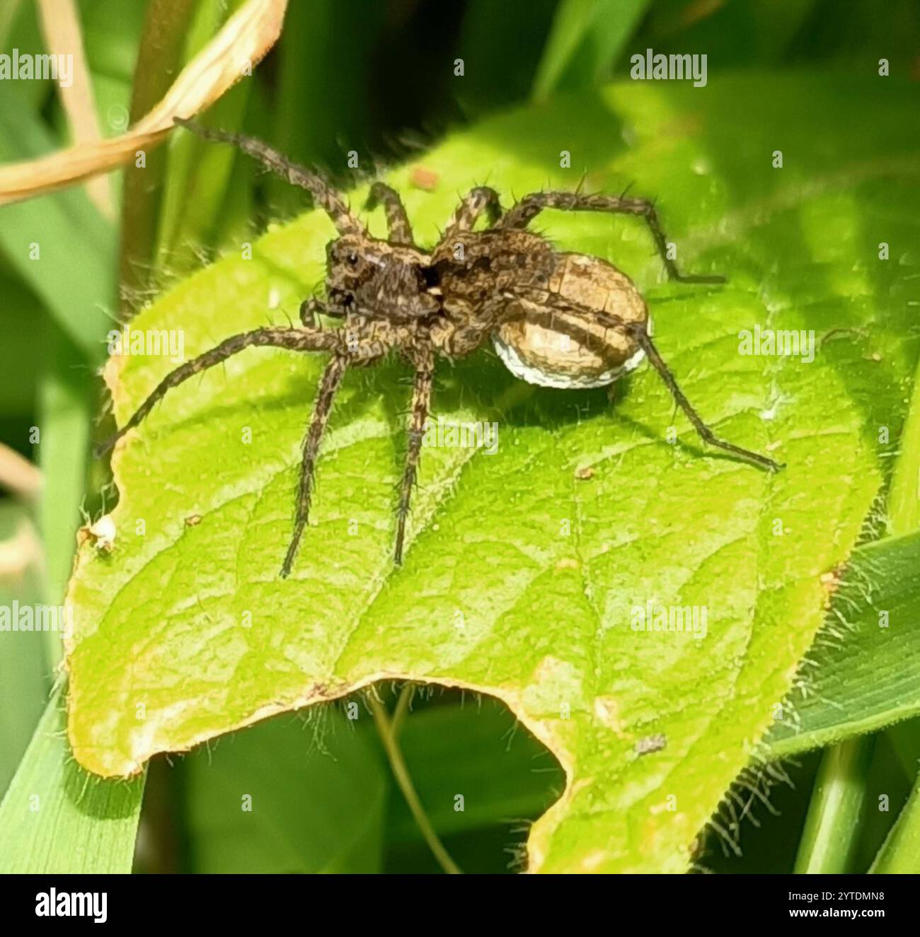 Thin-legged Wolf Spiders (Pardosa Stock Photo - Alamy