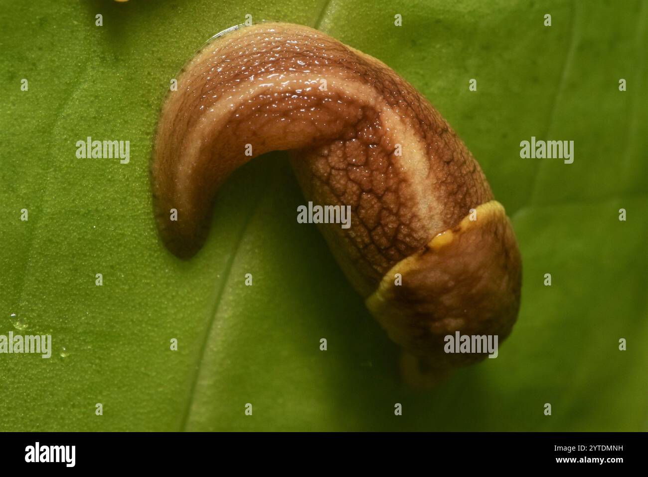 Yellow-bordered Taildropper (Prophysaon foliolatum Stock Photo - Alamy