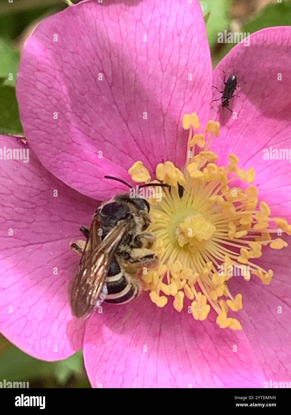 Wide-striped Sweat Bee (Halictus farinosus Stock Photo - Alamy