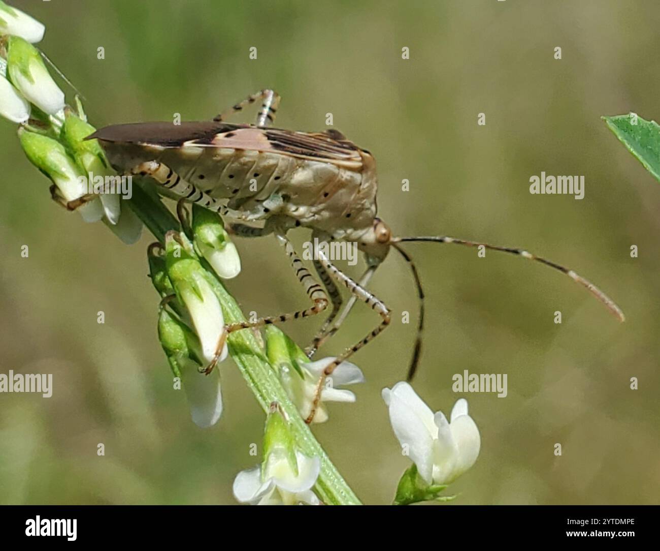 Spot-sided Coreid (Hypselonotus punctiventris Stock Photo - Alamy