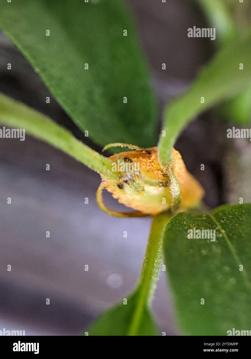 Crown Rust (Puccinia coronata Stock Photo - Alamy