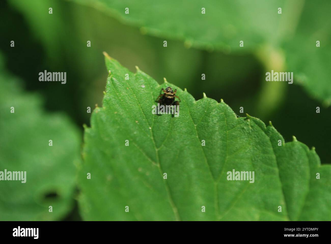 Golden Jumping Spider (Paraphidippus aurantius Stock Photo - Alamy