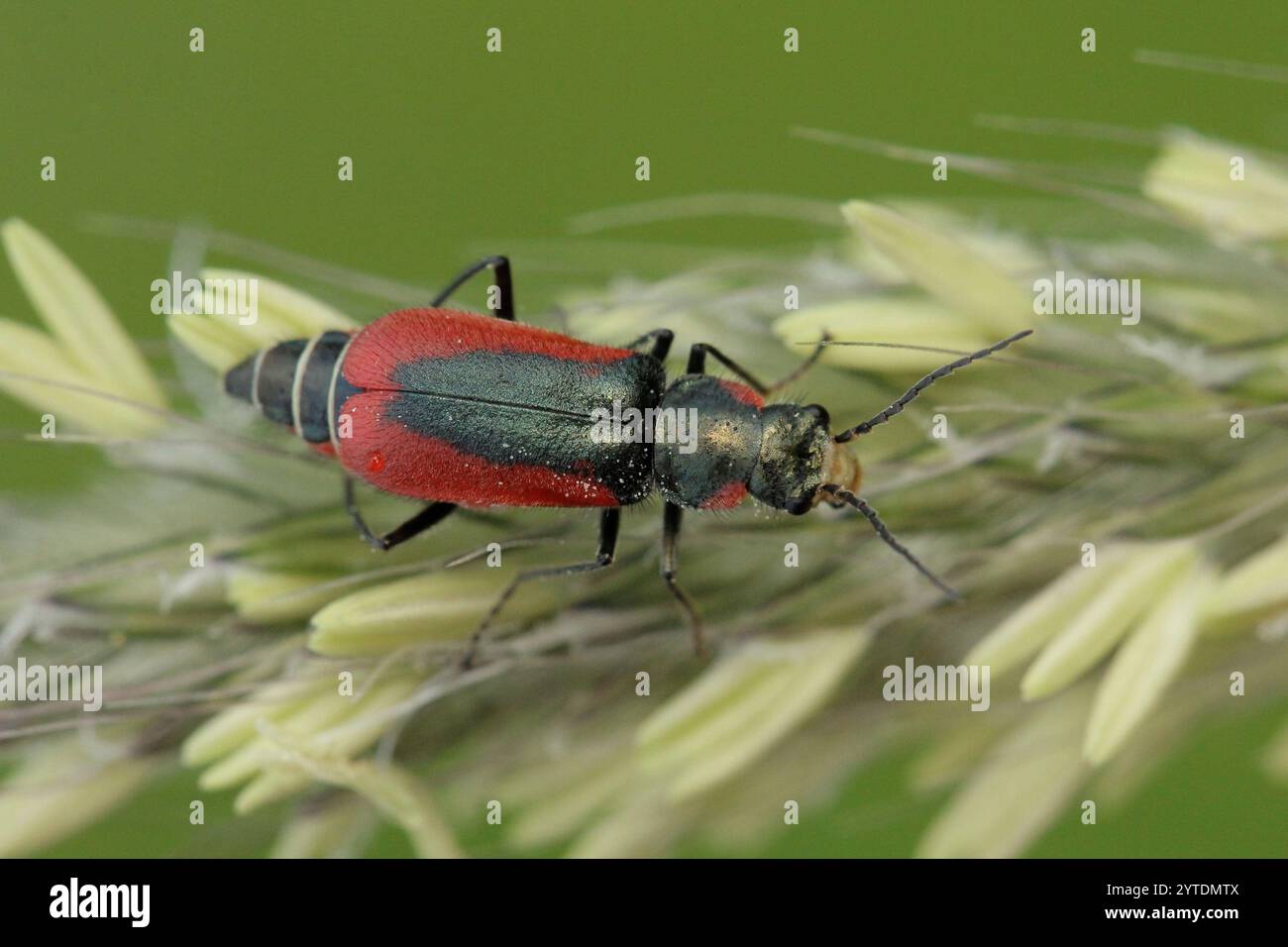 Scarlet Malachite Beetle (Malachius aeneus Stock Photo - Alamy