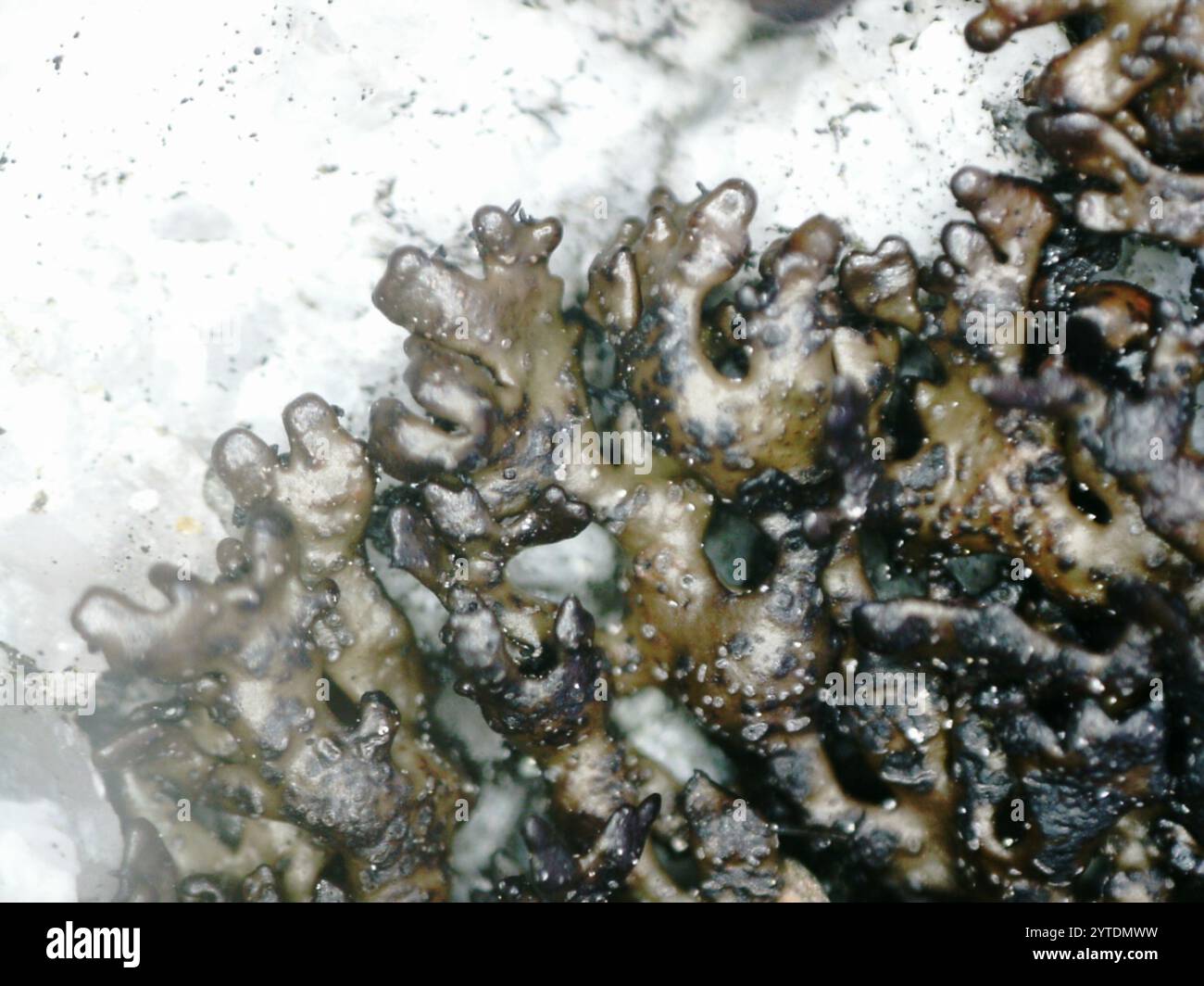 Stygian Black-parmelia (Melanelia stygia Stock Photo - Alamy