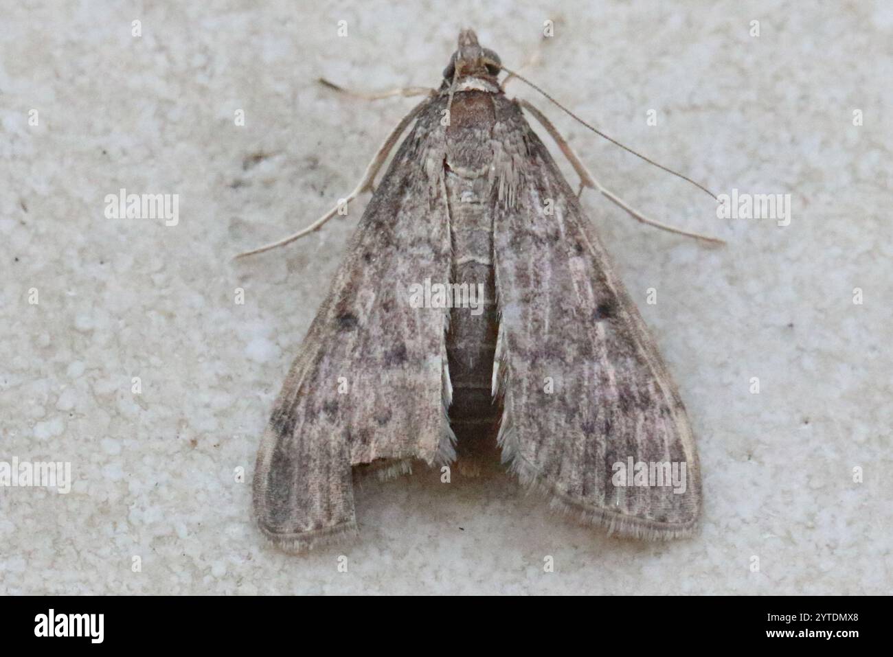 Grass Webworm Moth (Herpetogramma licarsisalis Stock Photo - Alamy
