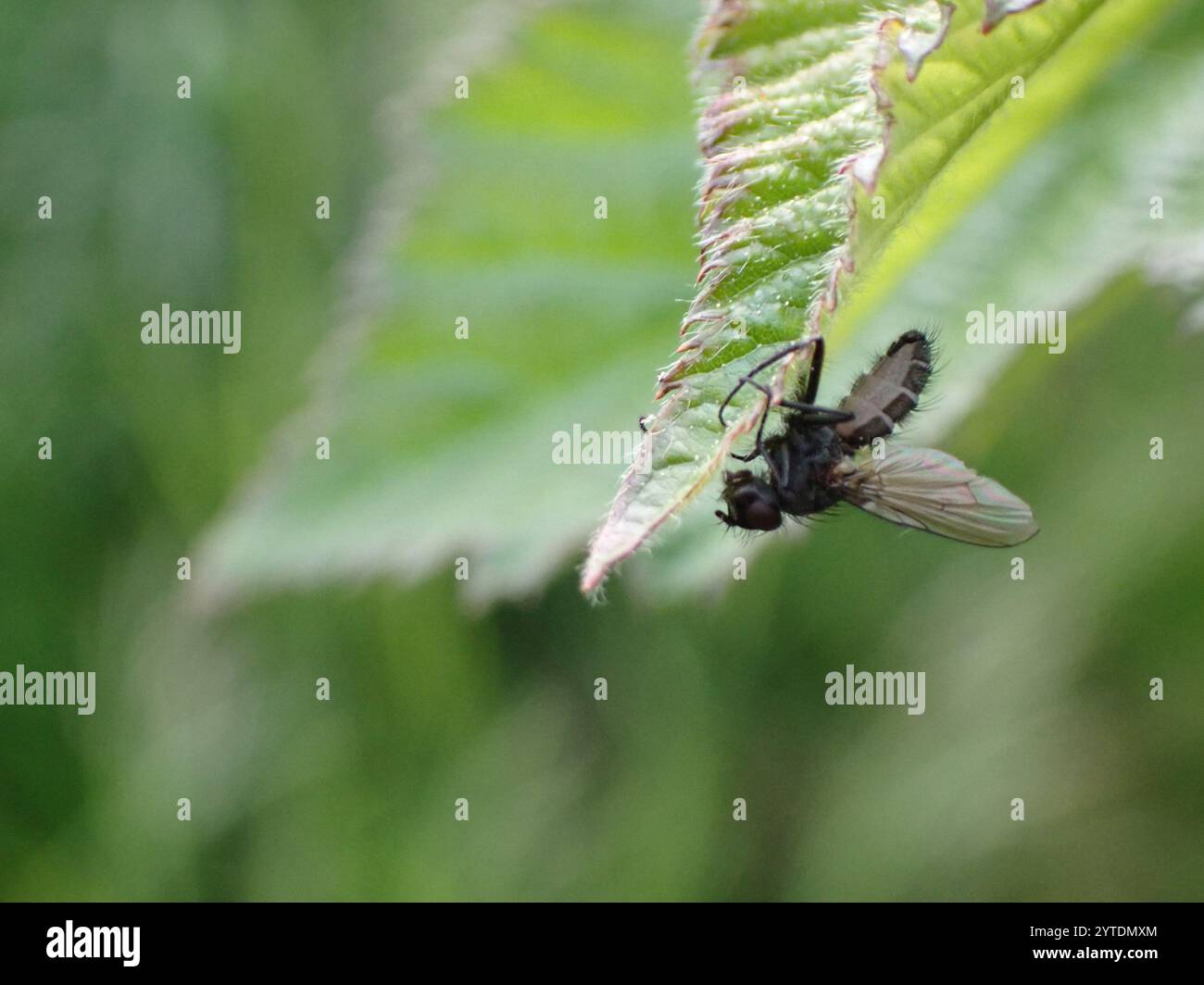 Fly Death Fungi (Entomophthora muscae Stock Photo - Alamy