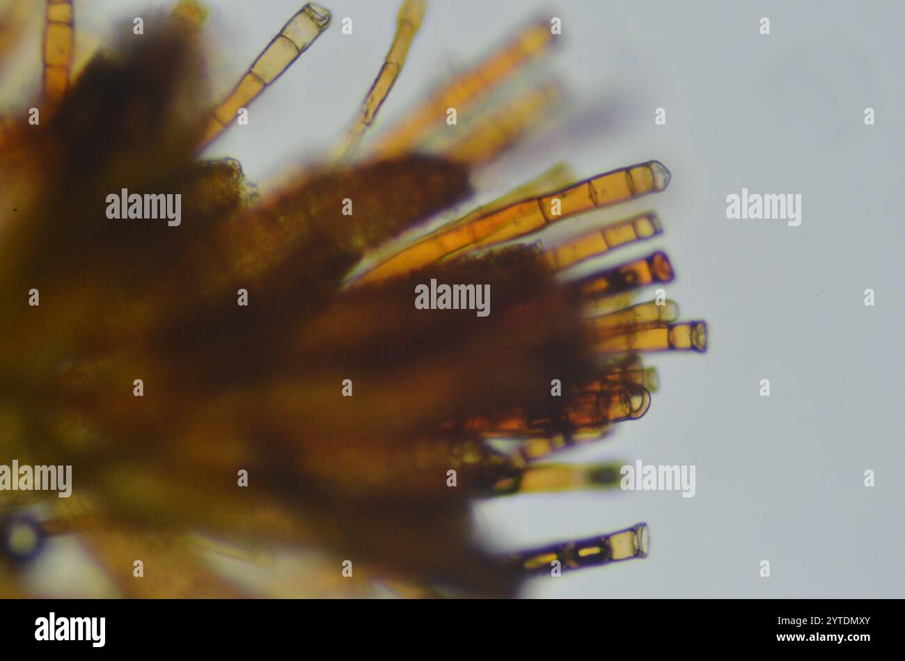 Long-leaved Thread Moss (Ptychostomum pseudotriquetrum Stock Photo - Alamy