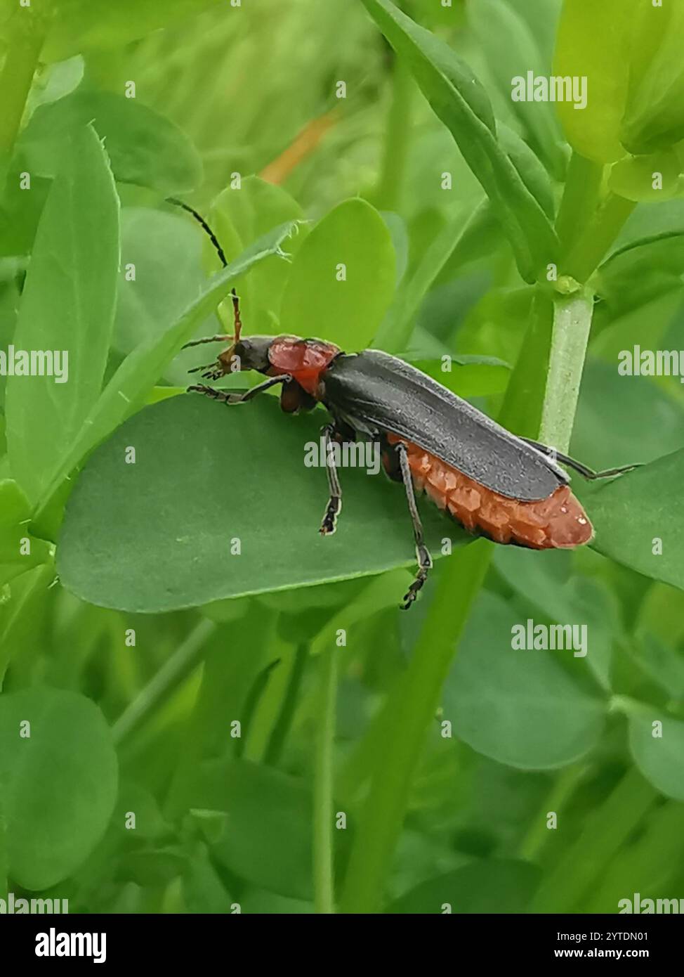Rustic Sailor Beetle (Cantharis rustica Stock Photo - Alamy