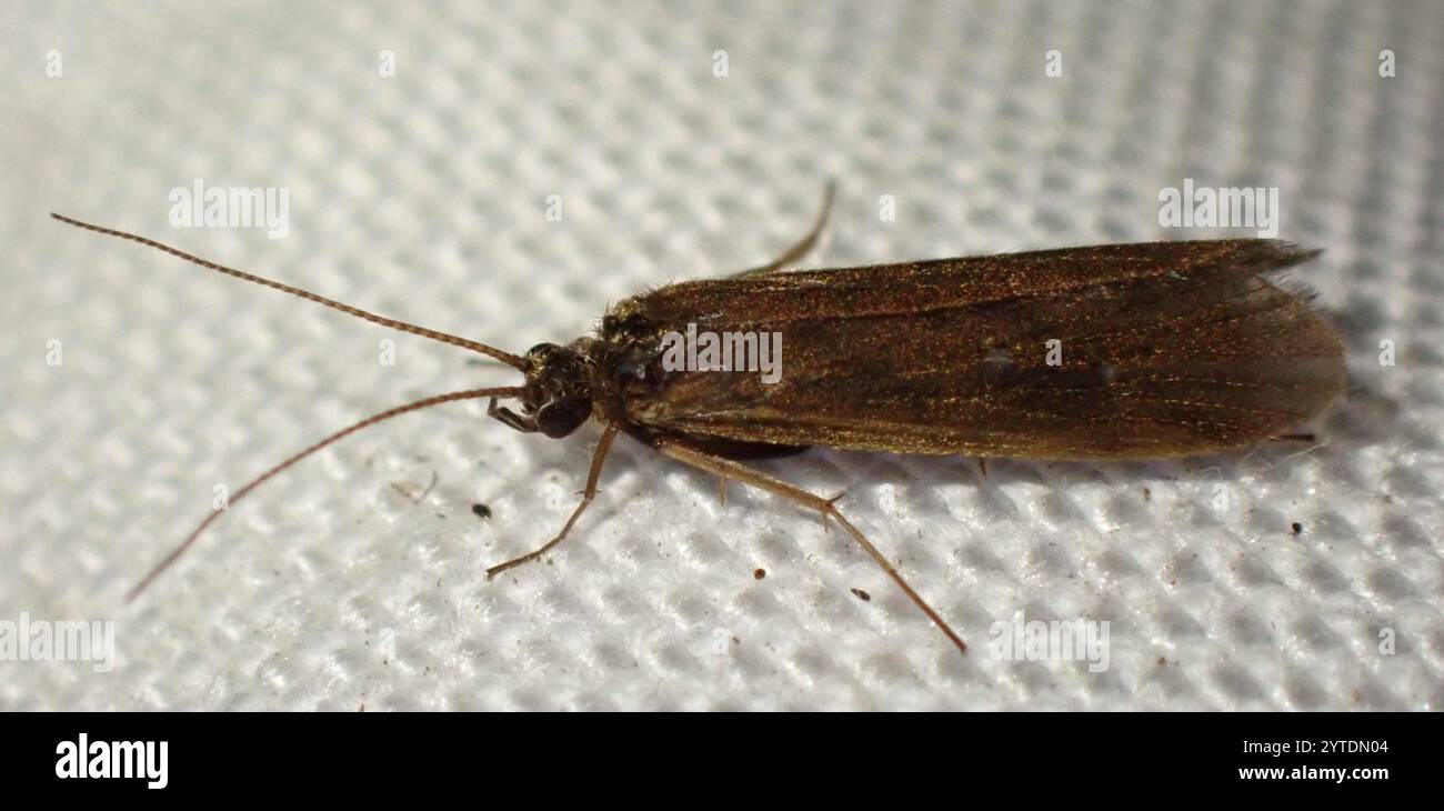 Tube Maker Caddisflies (Polycentropodidae Stock Photo - Alamy