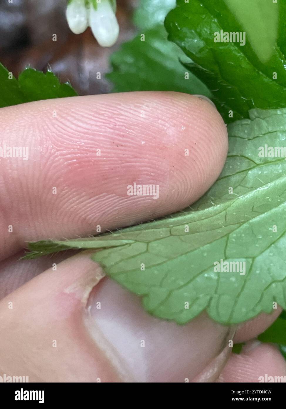 Appalachian barren-strawberry (Waldsteinia fragarioides Stock Photo - Alamy