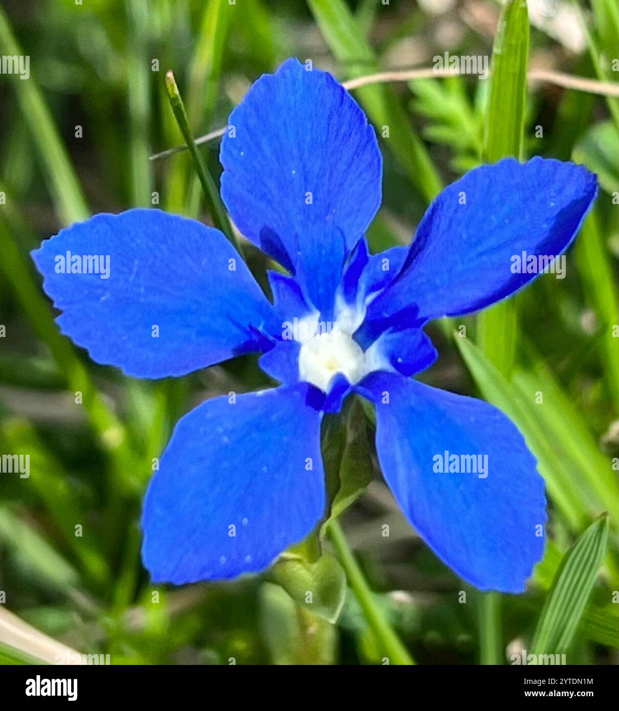 spring gentian (Gentiana verna Stock Photo - Alamy