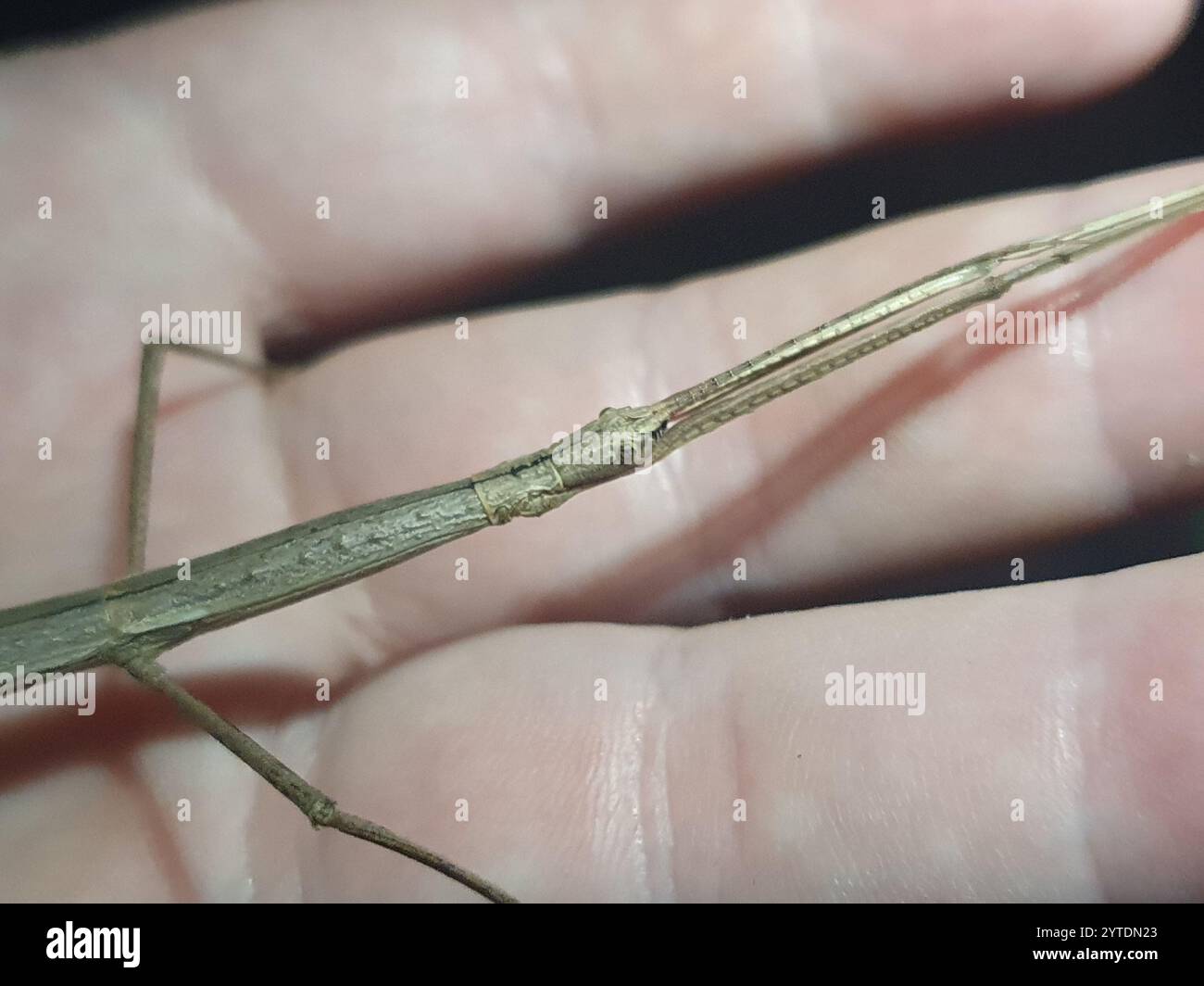 Stick Insects (Phasmida Stock Photo - Alamy