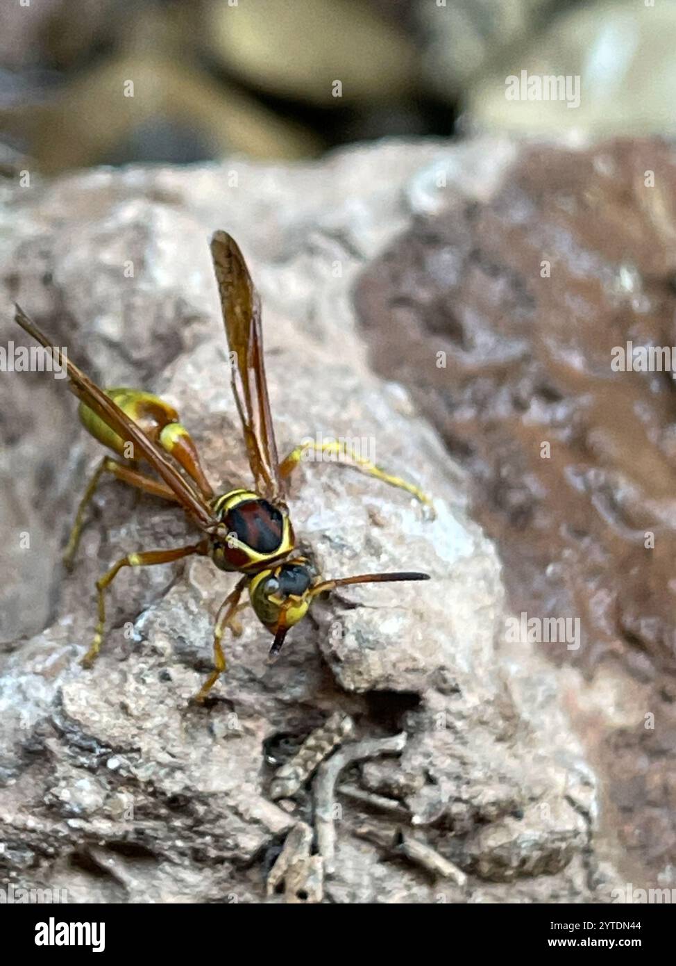 Western Paper Wasp (Mischocyttarus flavitarsis Stock Photo - Alamy