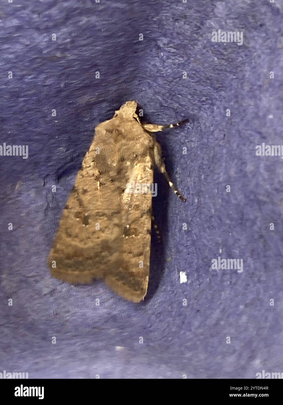 Pale Mottled Willow Moth (Caradrina clavipalpis Stock Photo - Alamy