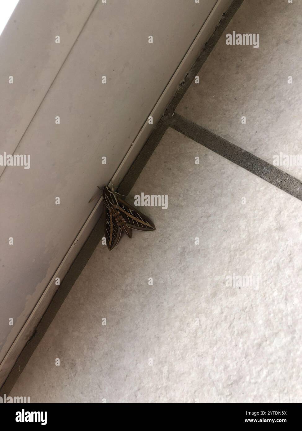 White-lined Sphinx (Hyles lineata Stock Photo - Alamy