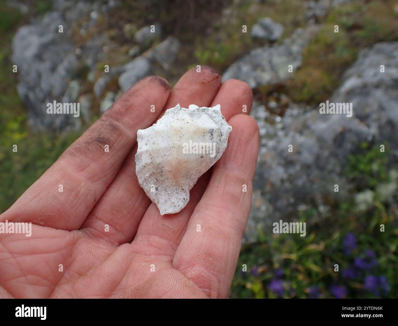 Frilled Dogwinkle (Nucella lamellosa Stock Photo - Alamy