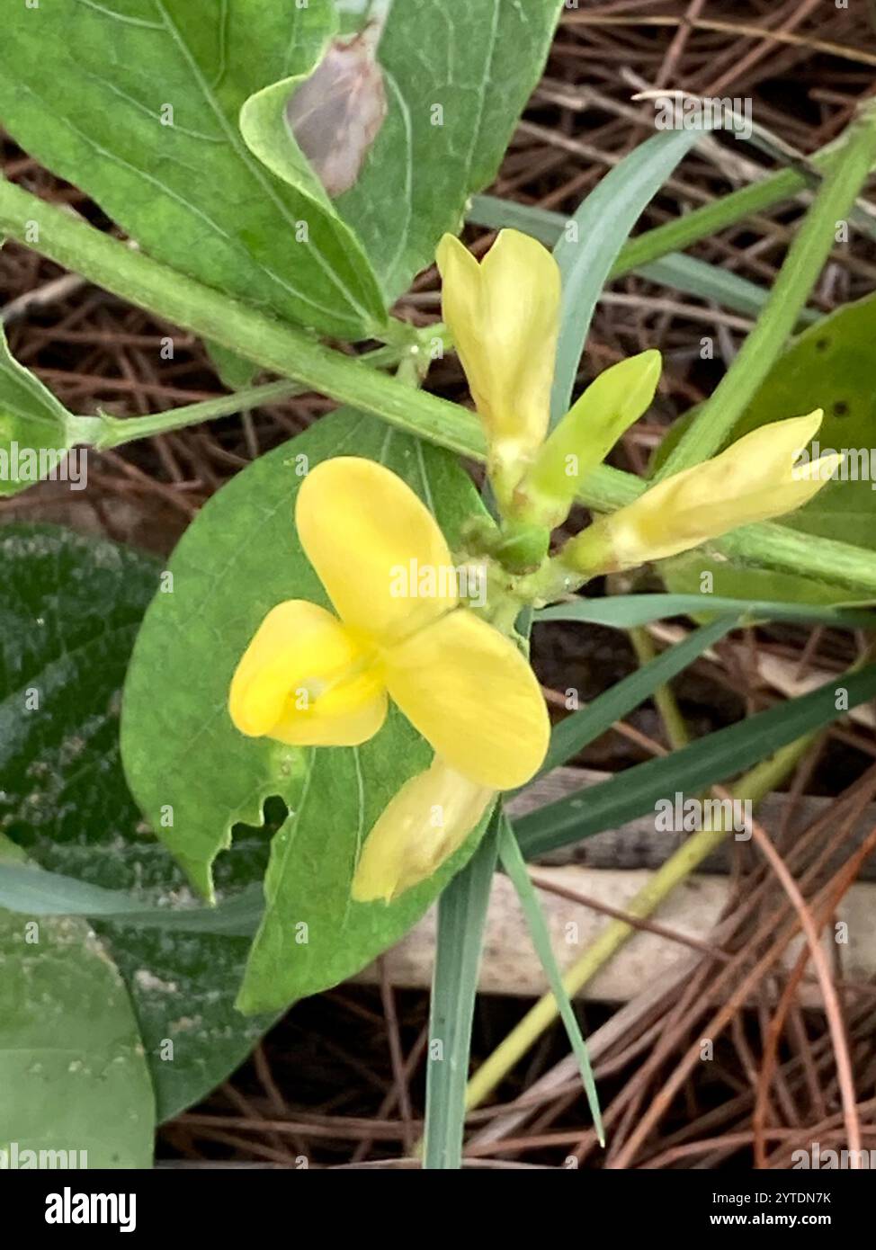 beach pea (Vigna marina Stock Photo - Alamy