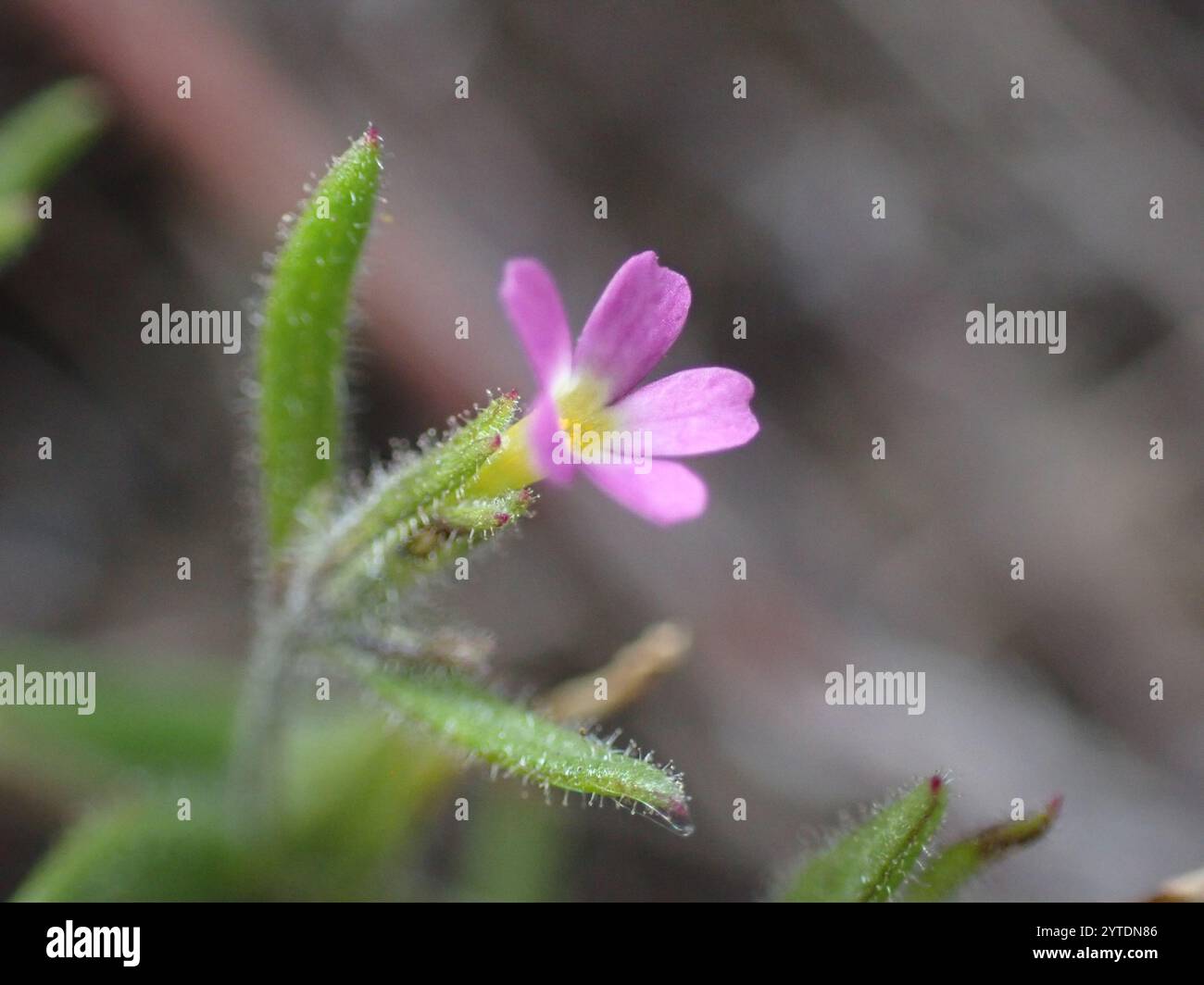 slender phlox (Microsteris gracilis Stock Photo - Alamy