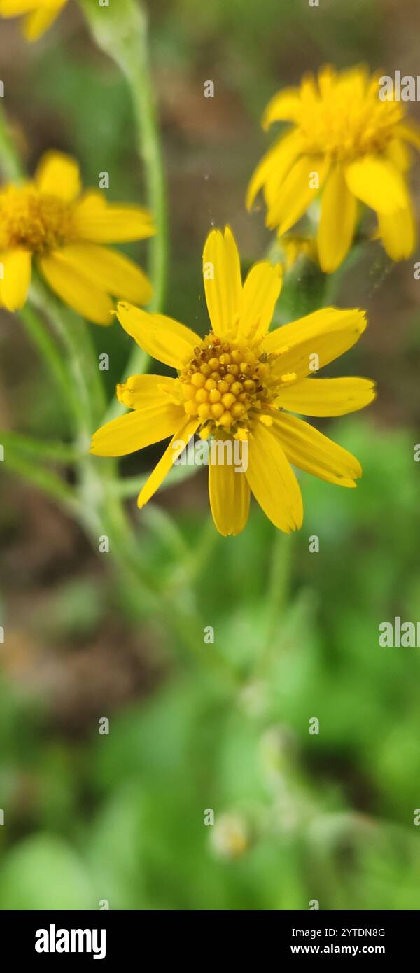 golden ragwort (Packera aurea Stock Photo - Alamy