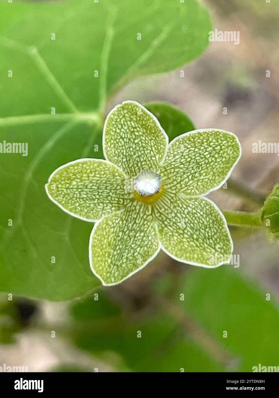 Pearl Milkweed (Matelea reticulata Stock Photo - Alamy