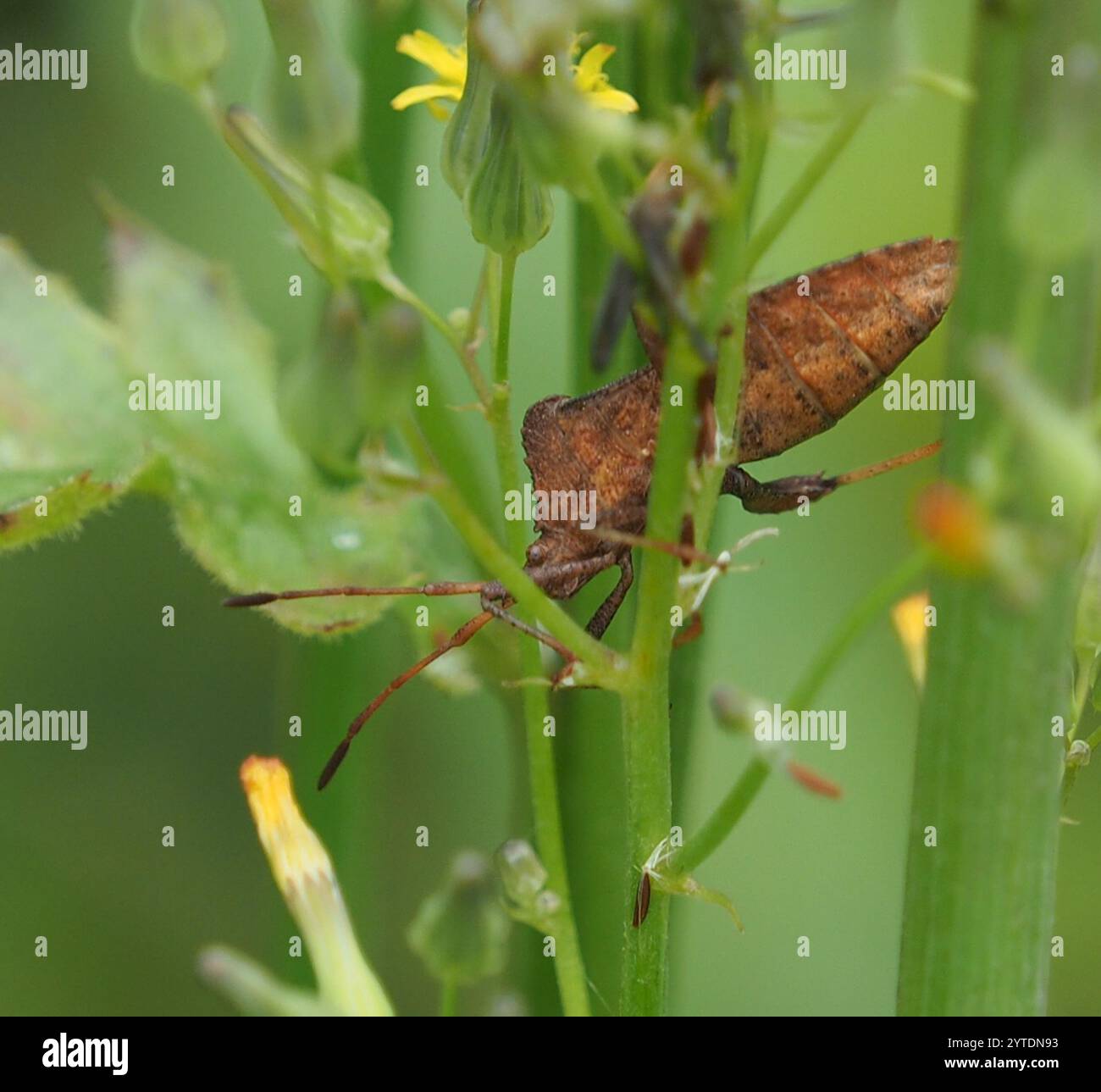 Helmeted Squash Bug (Euthochtha galeator Stock Photo - Alamy