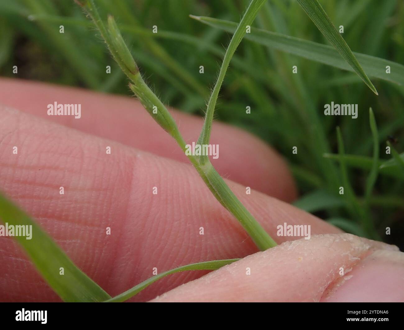 Orcutt grass hi-res stock photography and images - Alamy