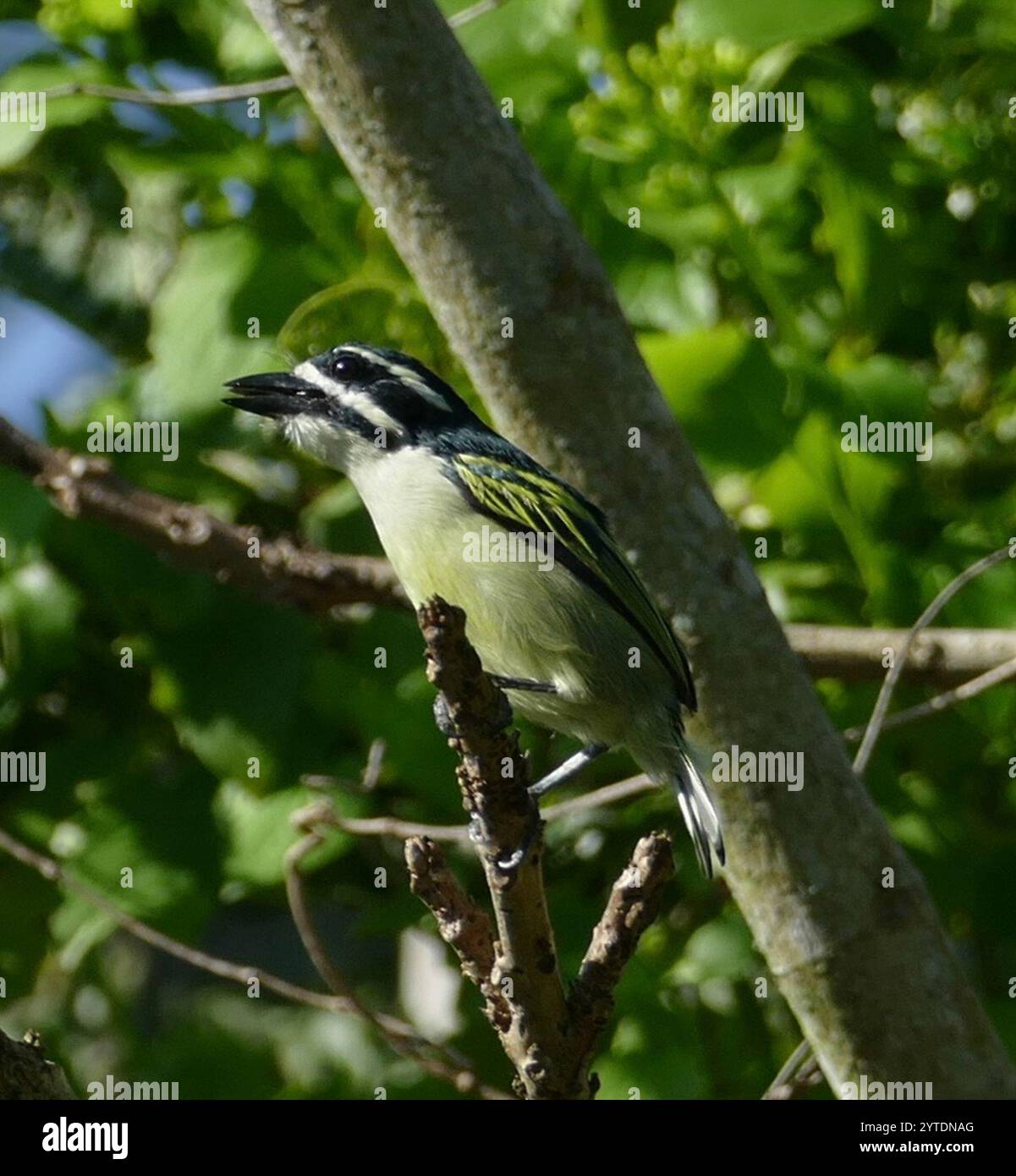 Pogoniulus bilineatus hi-res stock photography and images - Alamy