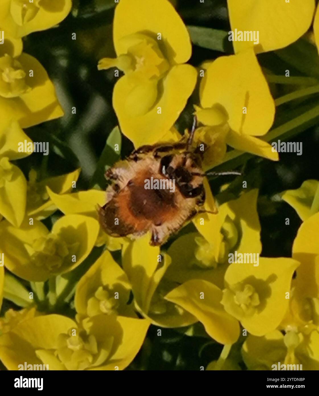 Mining Bees (Andrena Stock Photo - Alamy