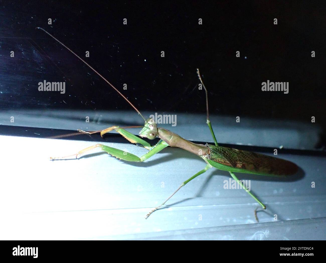 Flag Mantis (Polyspilota aeruginosa Stock Photo - Alamy