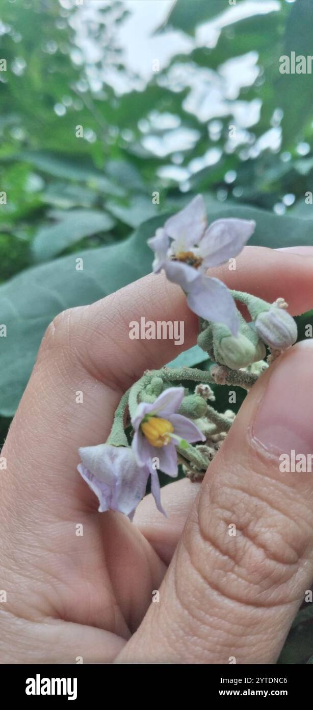 Riparium hi-res stock photography and images - Alamy