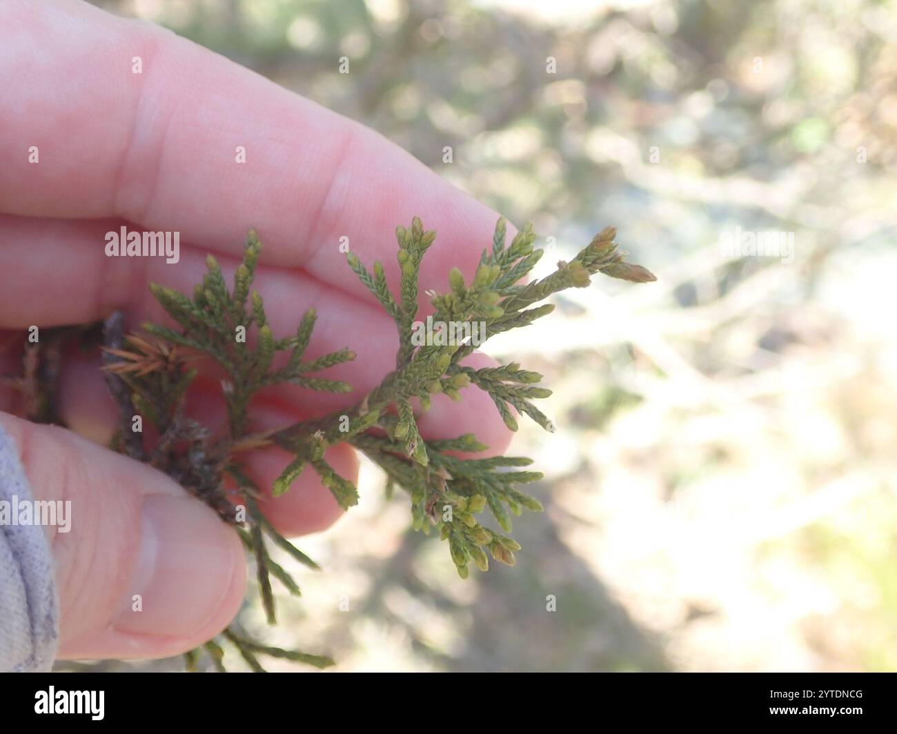 eastern redcedar (Juniperus virginiana Stock Photo - Alamy