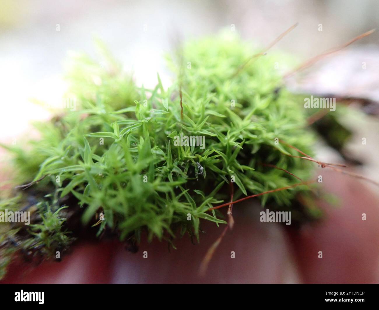 Green-tufted Stubble Moss (Weissia controversa Stock Photo - Alamy