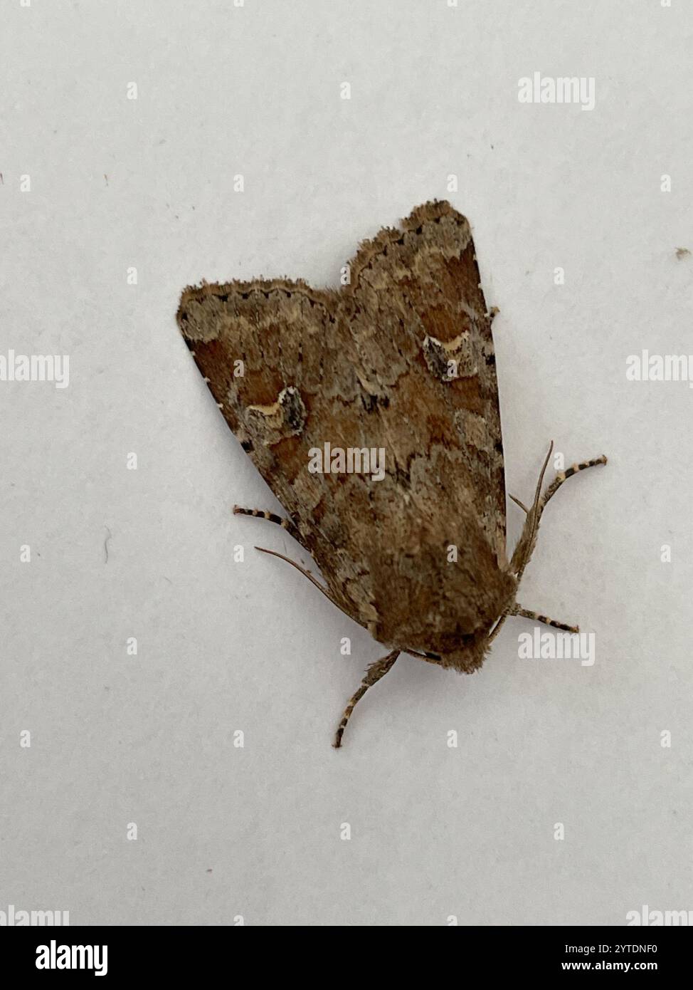 Sordens hi-res stock photography and images - Alamy