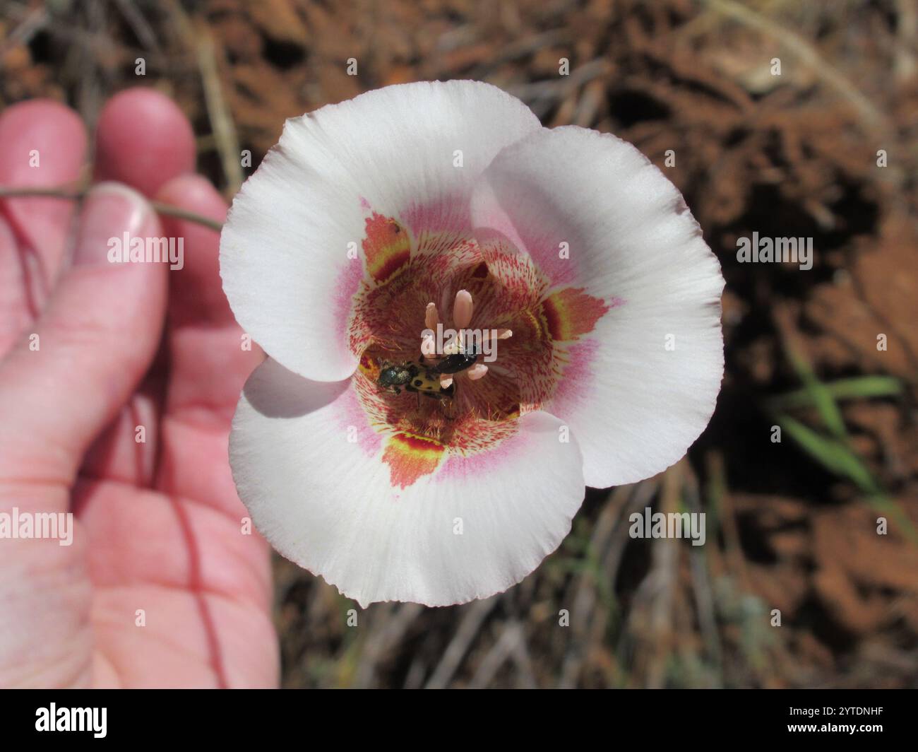 clay mariposa lily (Calochortus argillosus Stock Photo - Alamy
