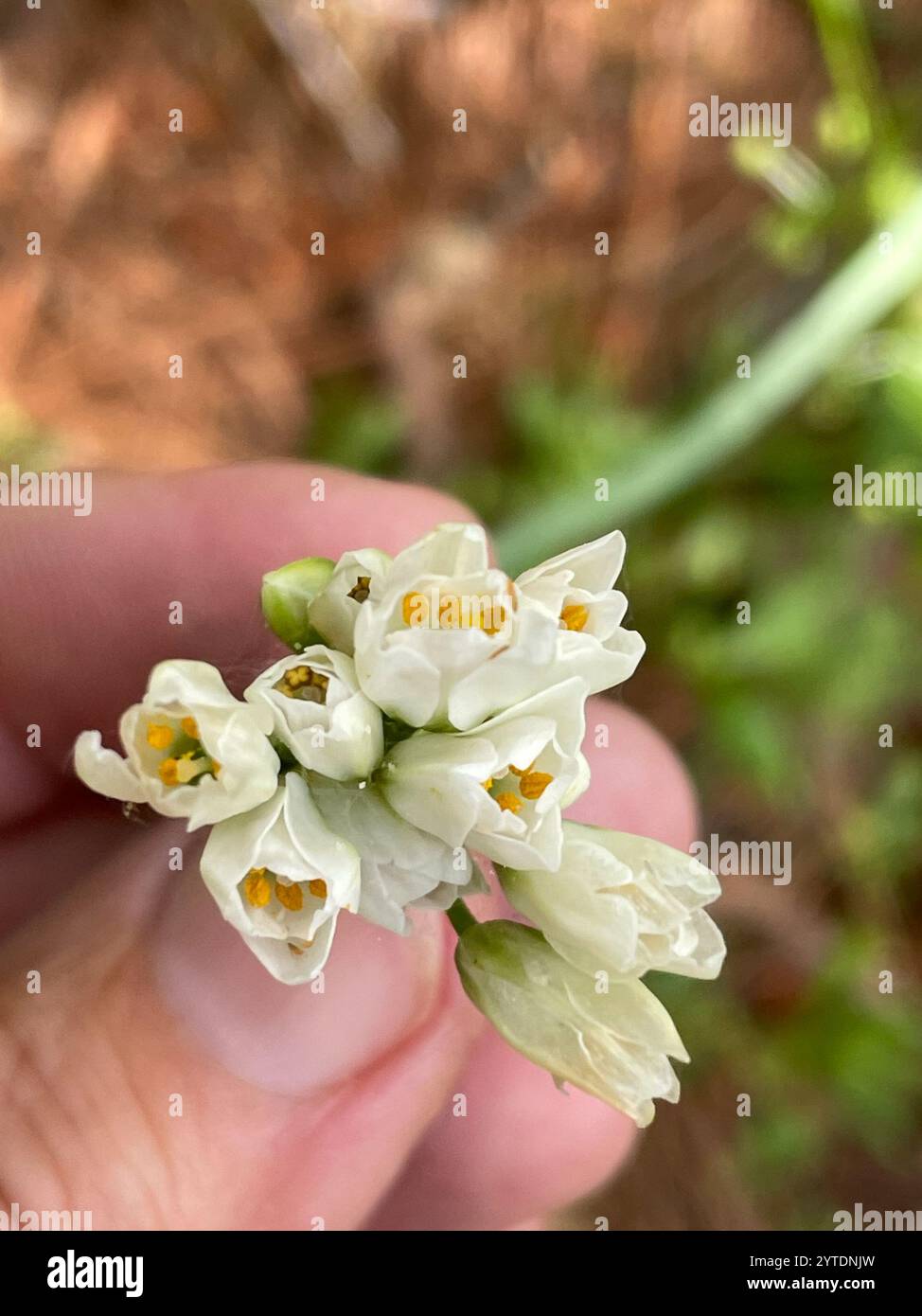 Onion Weed (Nothoscordum gracile Stock Photo - Alamy