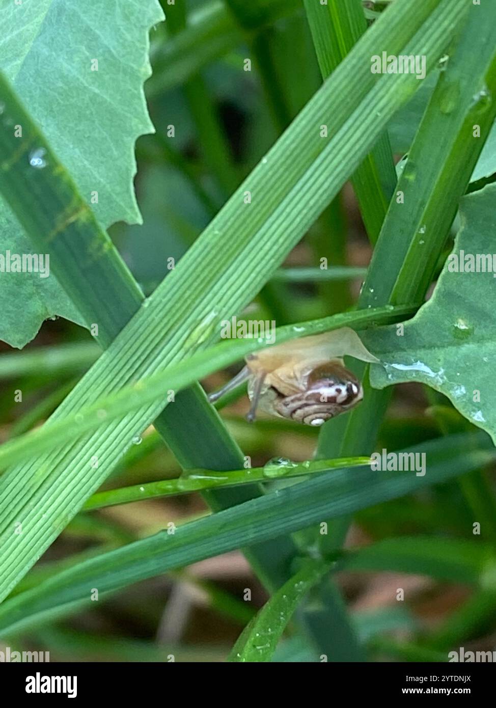 Common European Ambersnail (Succinea putris Stock Photo - Alamy