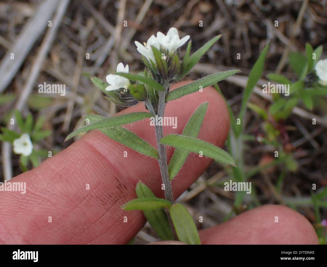 corn gromwell (Buglossoides arvensis Stock Photo - Alamy