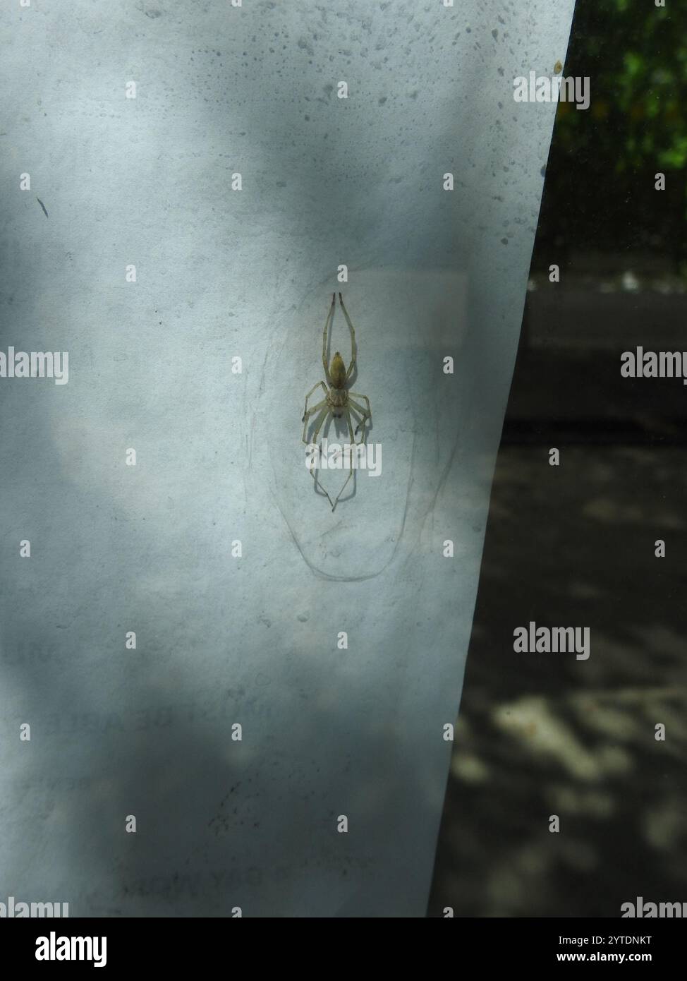 Agrarian Sac Spider (Cheiracanthium inclusum Stock Photo - Alamy