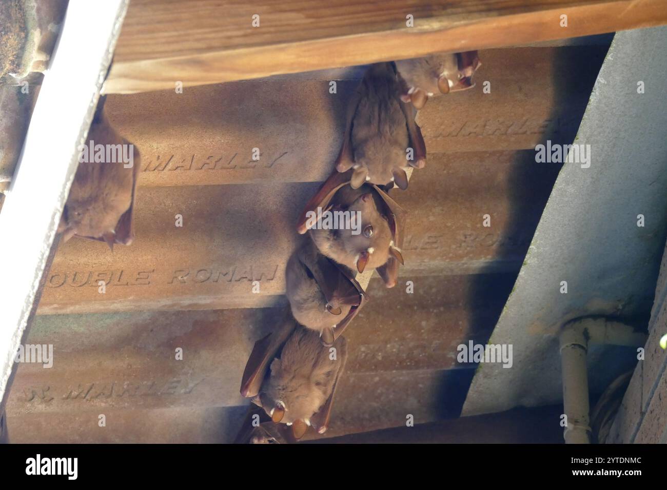 Wahlberg's Epauletted Fruit Bat (Epomophorus wahlbergi Stock Photo - Alamy