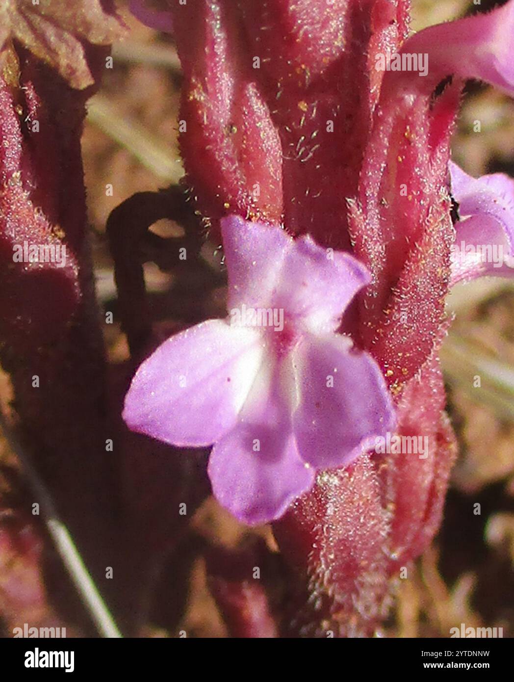 cowpea witchweed (Striga gesnerioides Stock Photo - Alamy